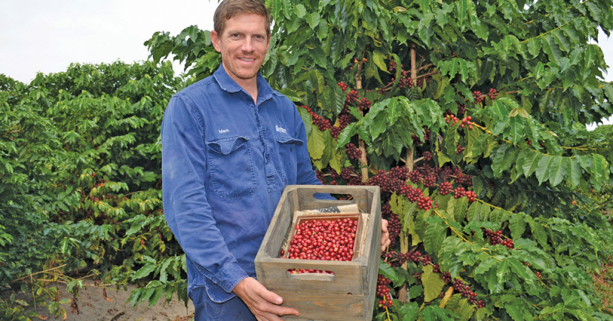 Local coffee harvest season kicks off | The Express Newspaper Mareeba ...