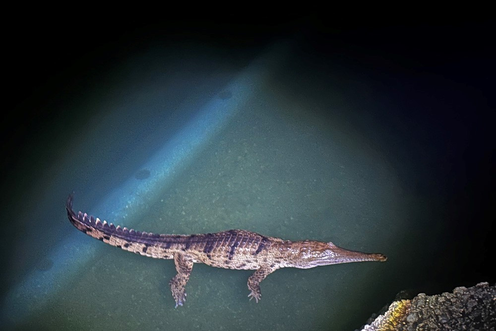 Moves to relocate lake croc | The Express Newspaper Mareeba, Atherton ...