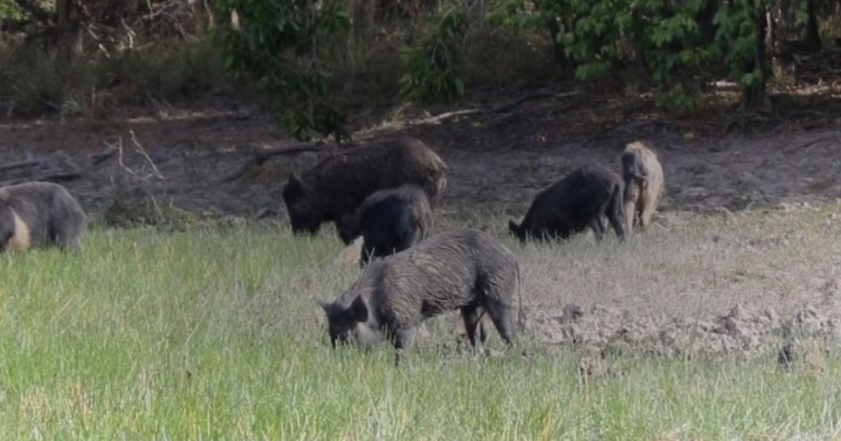 Managing pigs and wild dogs | The Express Newspaper Mareeba, Atherton ...