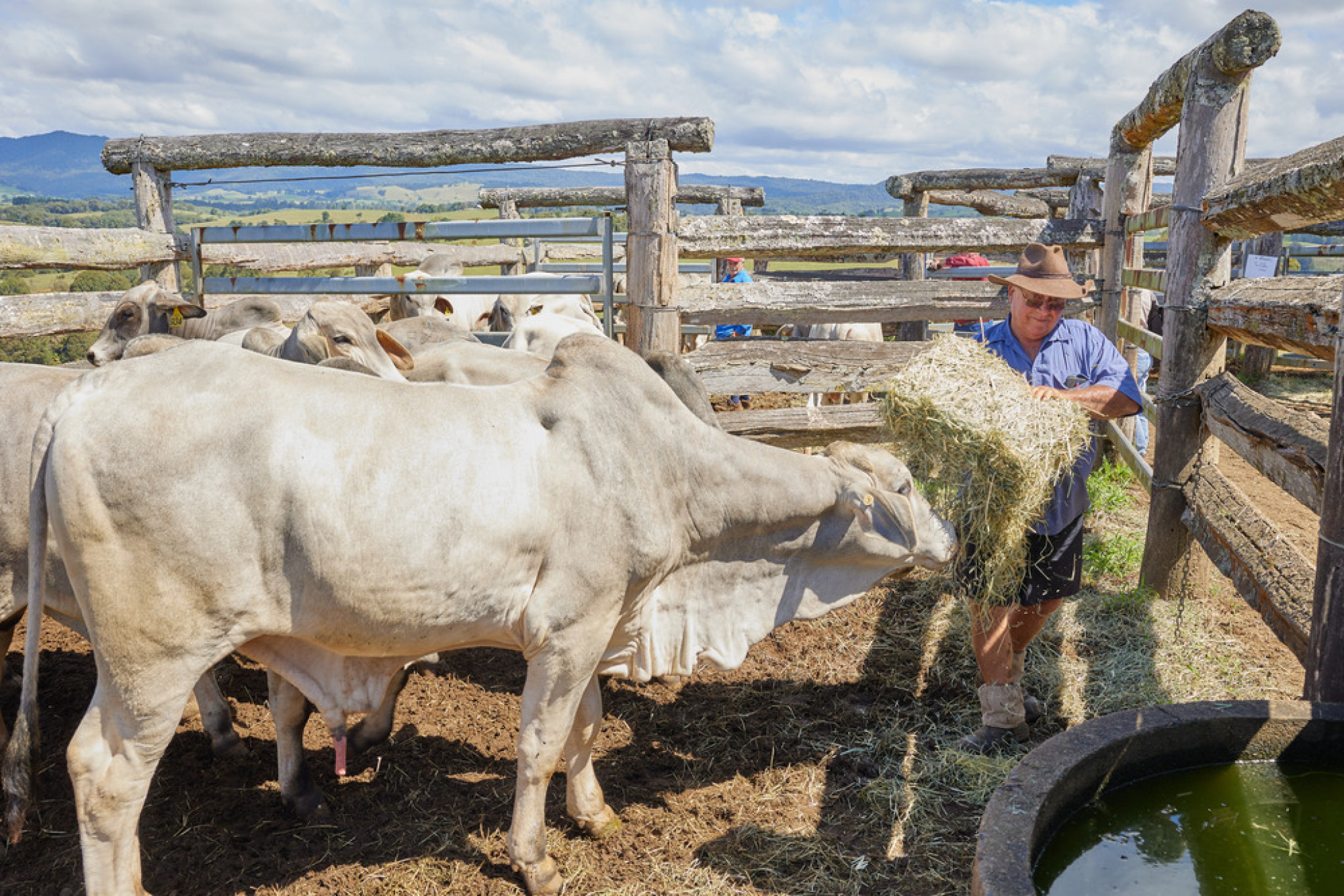 Fourth Better Beef open day hailed best yet | The Express Newspaper ...