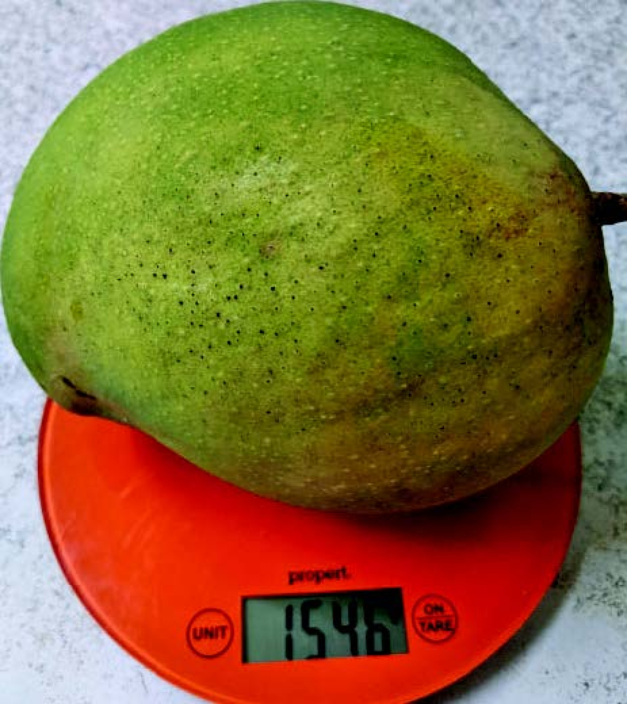 New mango takes lead | The Express Newspaper Mareeba, Atherton ...