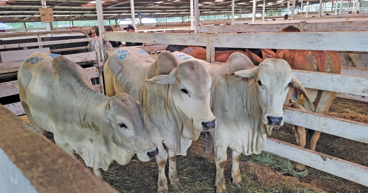 Prime Beef Competition set to 'meat' all expectations | The Express ...