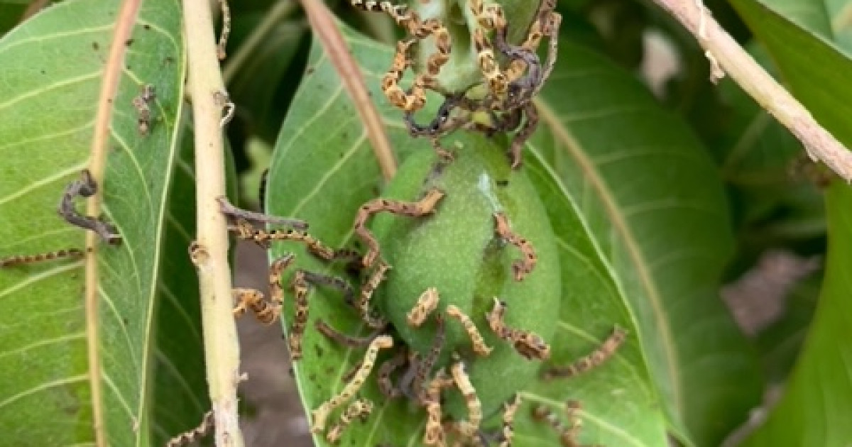 Invasive new pest poses threat to northern fruit | The Express ...