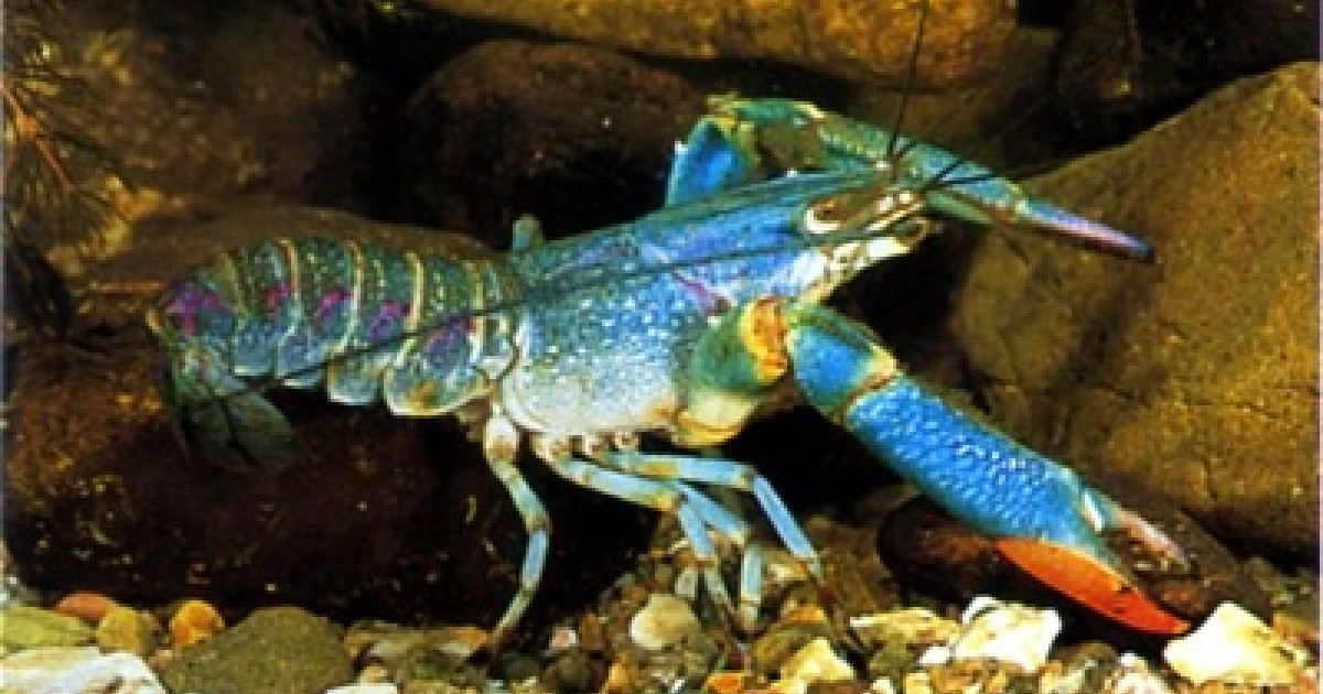 Red claw farm approved for Tablelands. | The Express Newspaper Mareeba ...