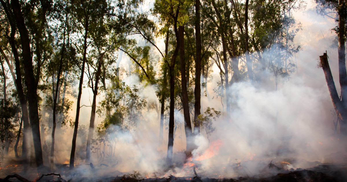 Back burning at Ravenshoe State Forest 3 | The Express Newspaper ...