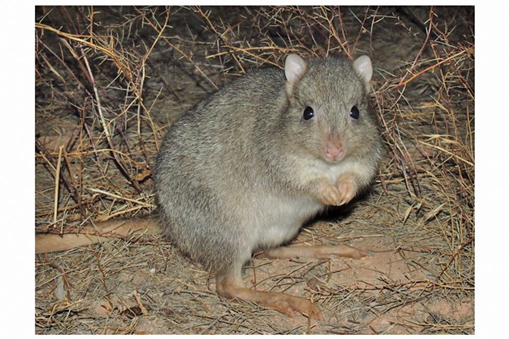 Talk to shine light on digging animals | The Express Newspaper Mareeba ...