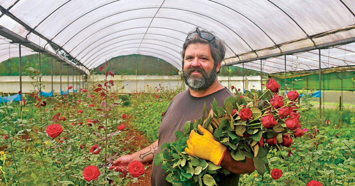 Flower farm a labour of love | The Express Newspaper Mareeba, Atherton ...