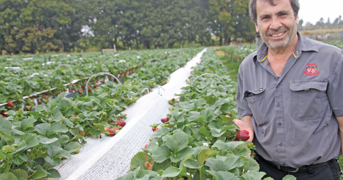 Miracle set to flow at Shaylee | The Express Newspaper Mareeba ...