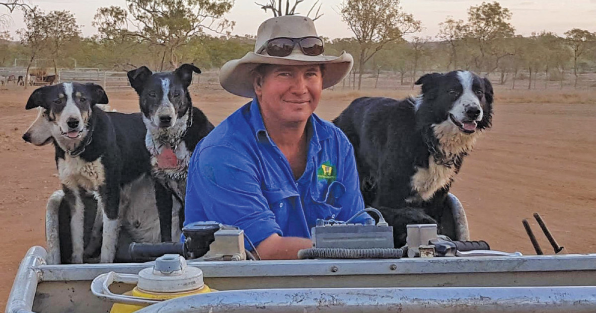 FNQ working dogs muster the big money | The Express Newspaper Mareeba ...
