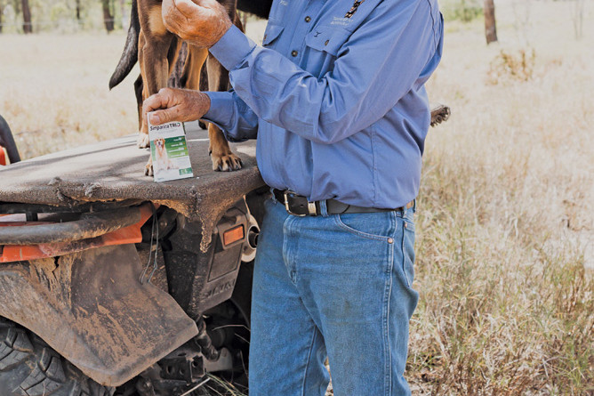 Expert shares tips on working dog training | The Express Newspaper ...