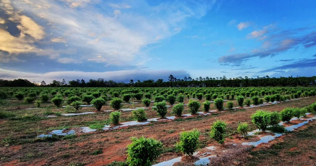 Mareeba farm adapts to demand | The Express Newspaper Mareeba, Atherton ...