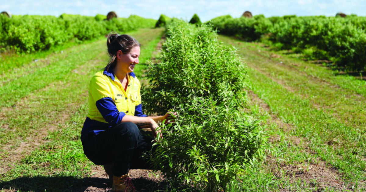 World-wide growth for Mareeba’s lemon myrtle | The Express Newspaper ...