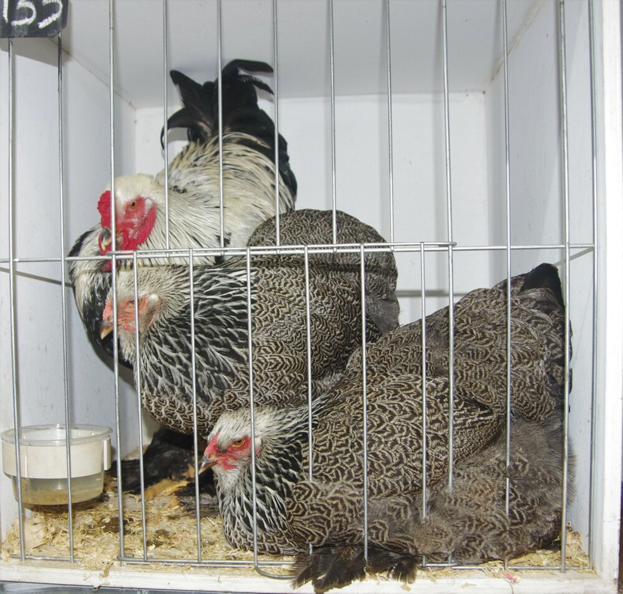 Purebred poultry auction something to crow about | The Express ...